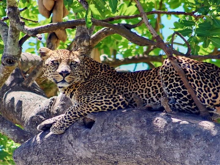 Amazing 2-day Tanzania safari tour | Short Safari in Tanzania